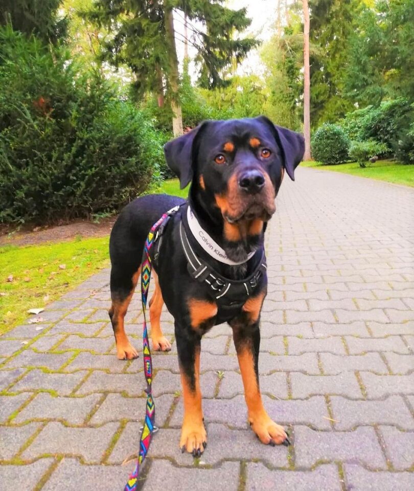 Miniature Rottweiler: All You Need to Know About the Mini Rottie