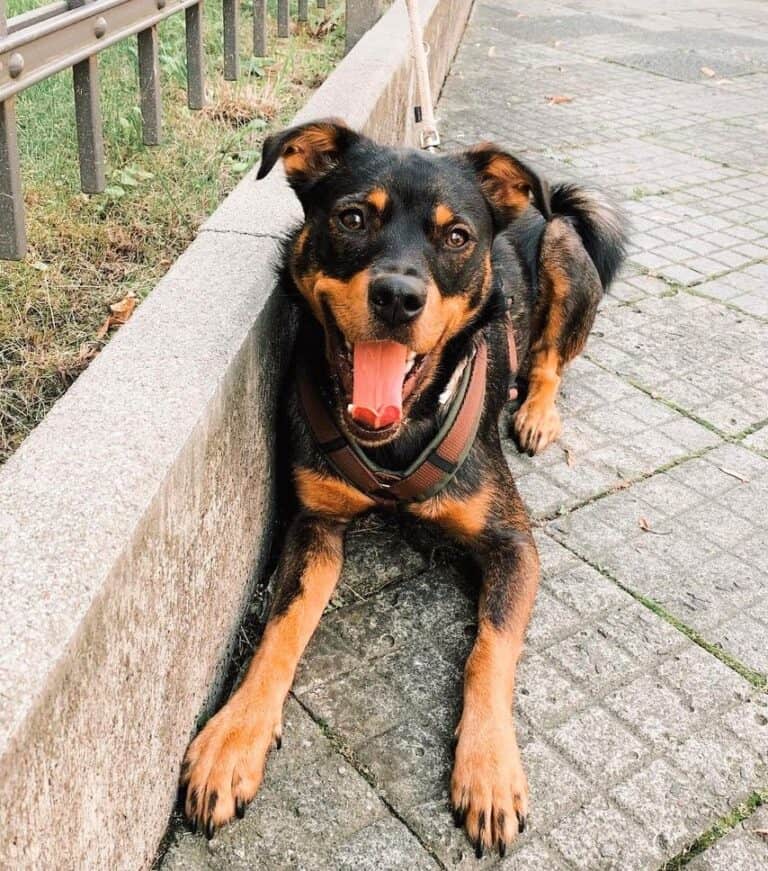 Miniature Rottweiler: All You Need to Know About the Mini Rottie