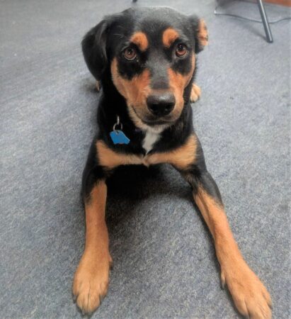 Miniature Rottweiler: All You Need to Know About the Mini Rottie