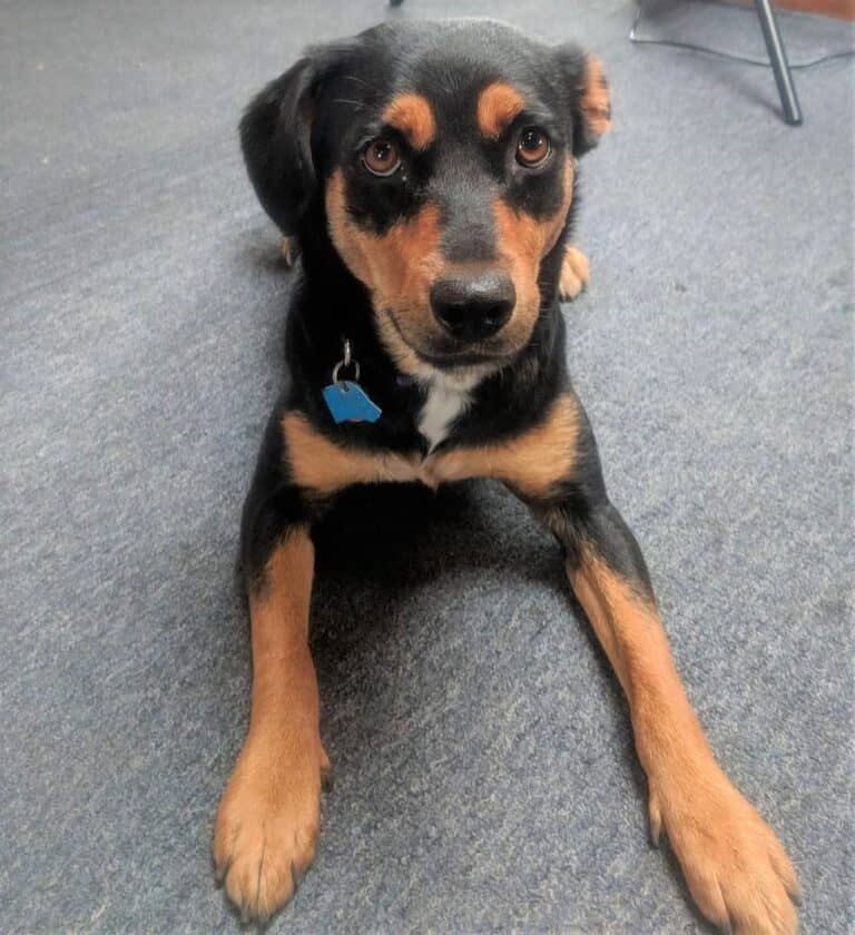 Miniature Rottweiler: All You Need to Know About the Mini Rottie