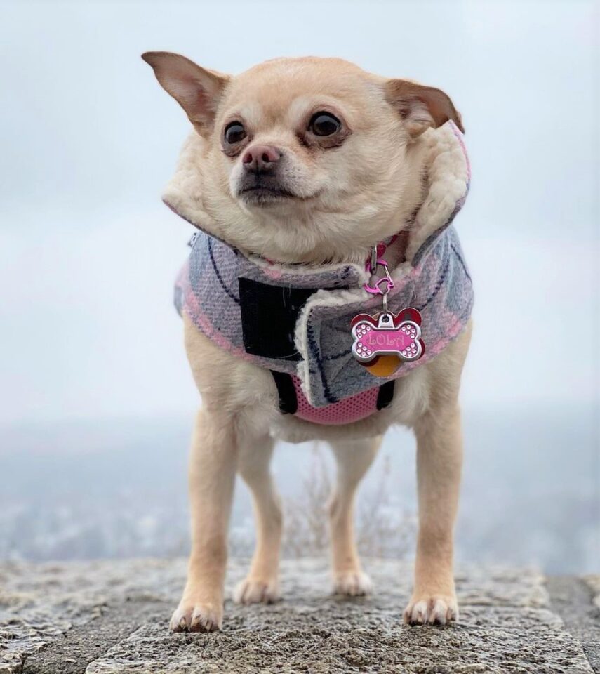 Are Teacup Pugs Real? The Tiniest Canine Clowns Explained