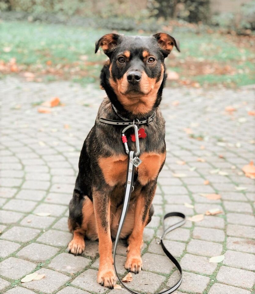 Miniature Rottweiler: All You Need to Know About the Mini Rottie