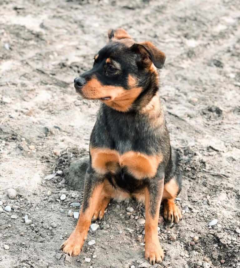 Miniature Rottweiler: All You Need to Know About the Mini Rottie