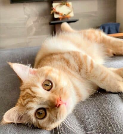 How Much Does a Munchkin Cat Cost? (2022 Price Guide)