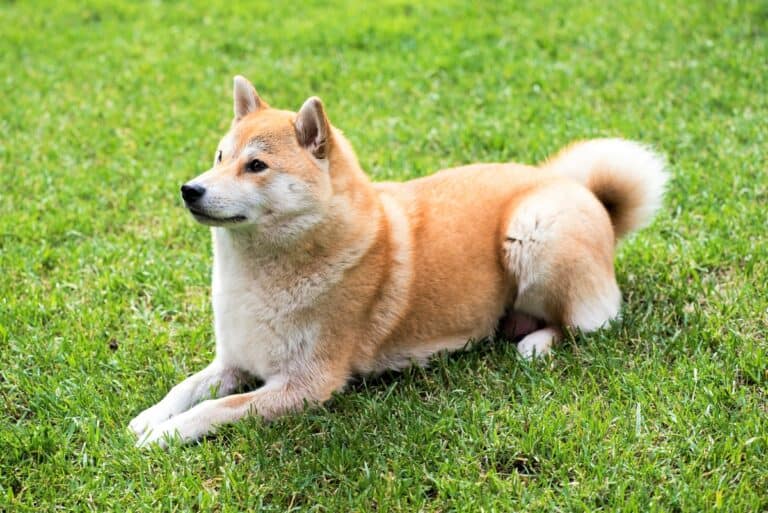 Shiba Inu Weight: Growth Curve and Average Weights