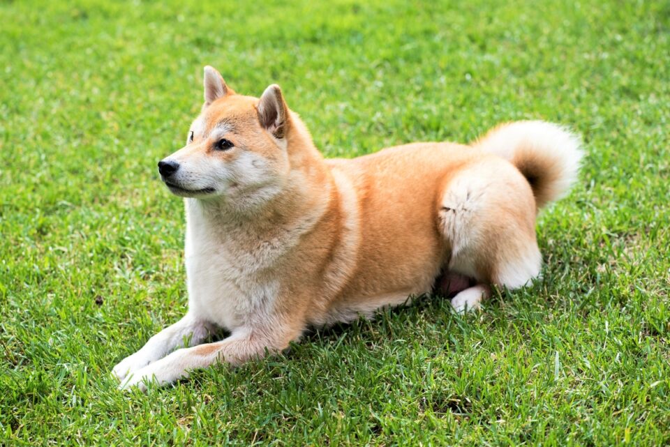 Shiba Inu Weight: Growth Curve and Average Weights