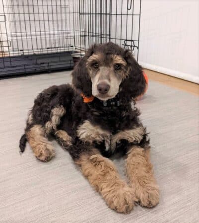 Phantom Poodle: What Does Phantom Color Mean in Poodles?