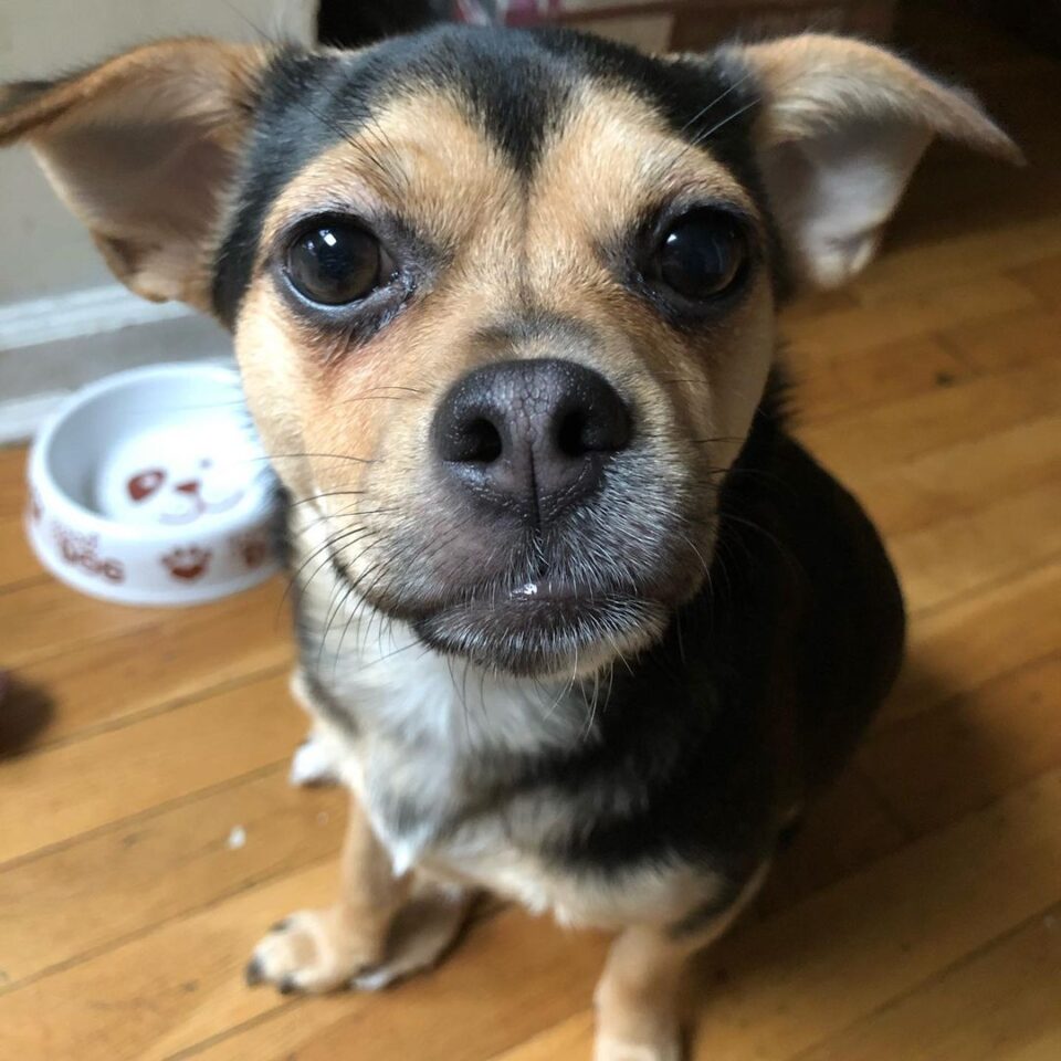 Miniature Rottweiler: All You Need to Know About the Mini Rottie