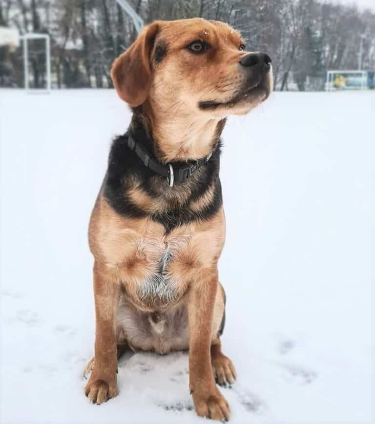 Miniature Rottweiler: All You Need to Know About the Mini Rottie