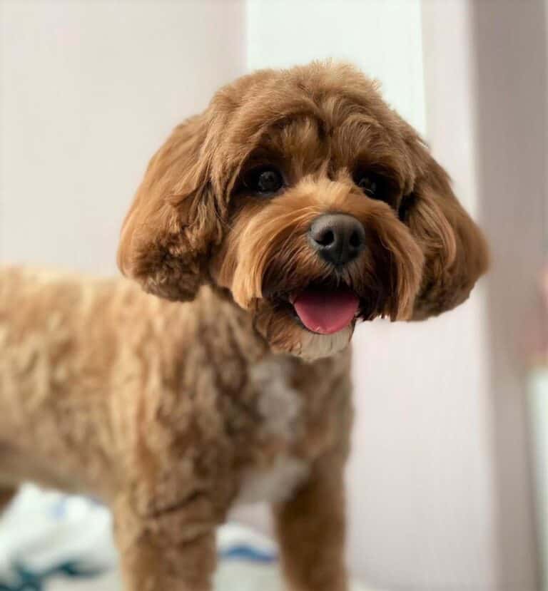 Cavapoochon: The Tri-Hybrid Dog That’s “Fur-ever” Young