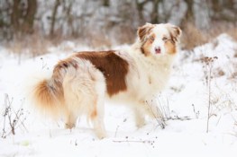 Red Merle Australian Shepherd: A Comprehensive Guide
