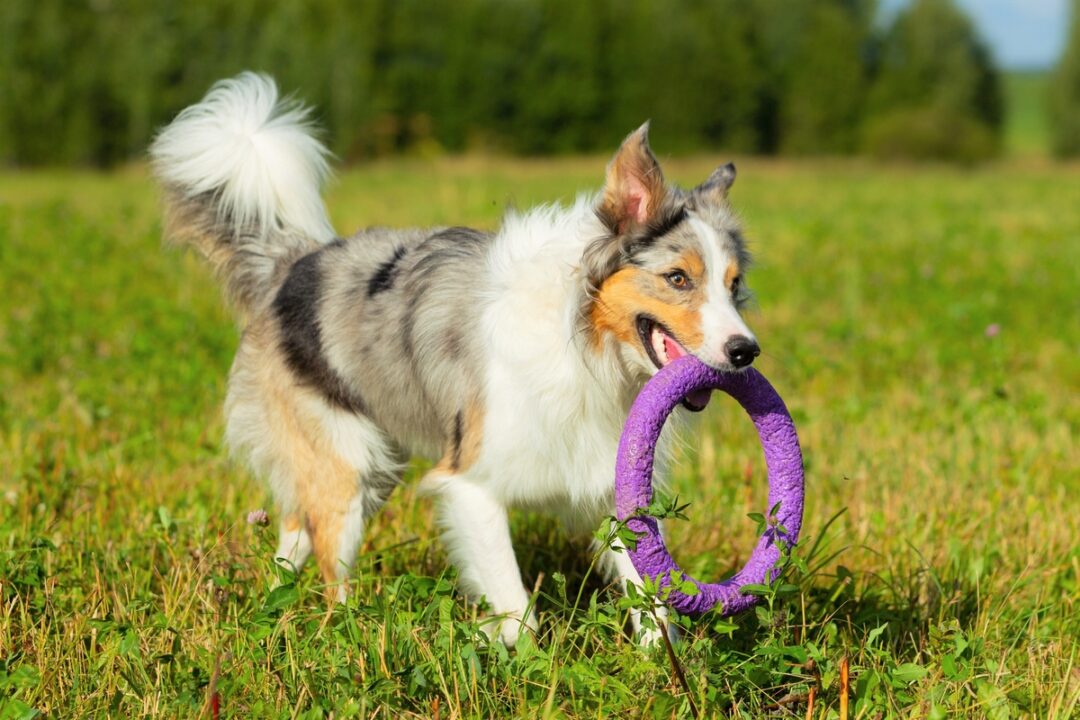 10 Best Border Collie Rescues for Adoption (2025): Our Top 10 Picks!