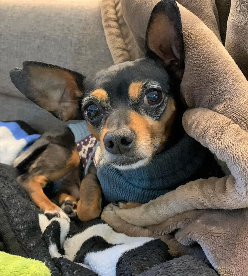 Miniature Rottweiler: All You Need to Know About the Mini Rottie