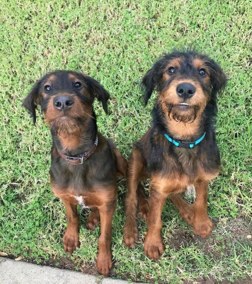 Miniature Rottweiler: All You Need to Know About the Mini Rottie