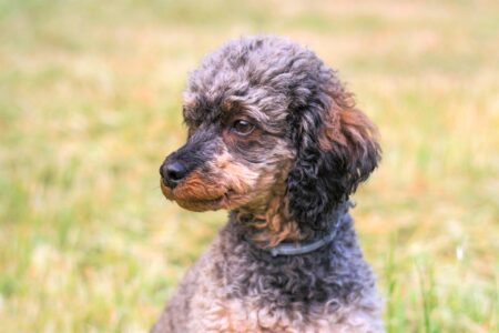 Phantom Poodle: What Does Phantom Color Mean in Poodles?