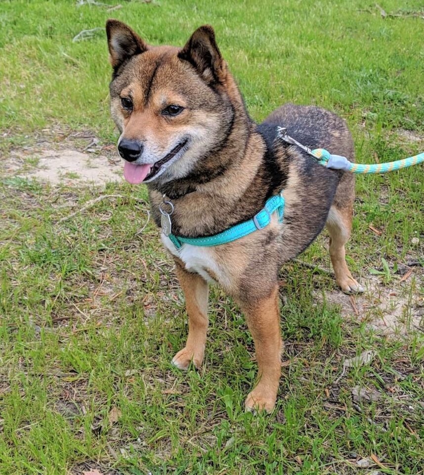 Mame Shiba Inu: An Ultimate Guide to the Miniature Shiba Inus