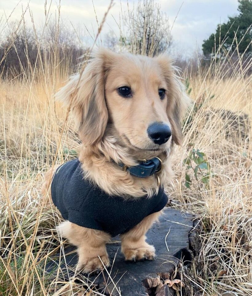 English Cream Dachshund: The Most Misunderstood Doxie Color