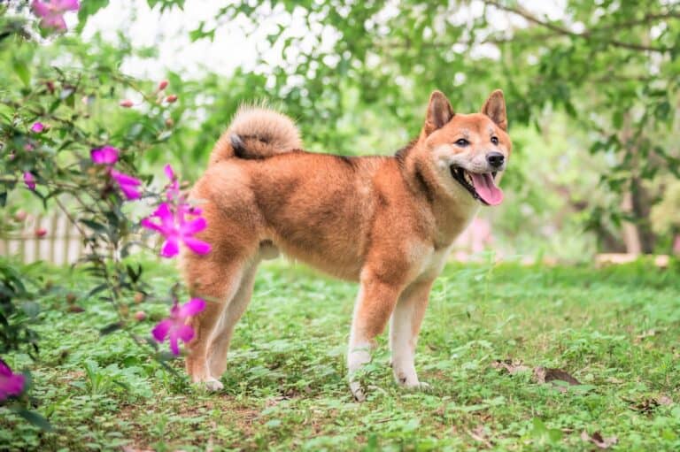 Shiba Inu Weight: Growth Curve and Average Weights