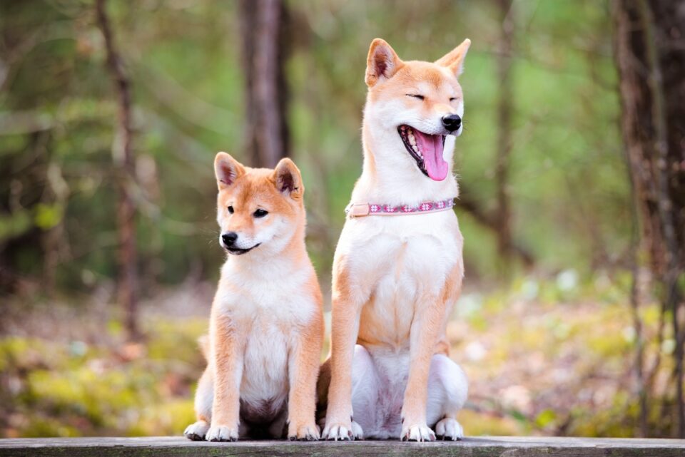 Shiba Inu Weight: Growth Curve and Average Weights
