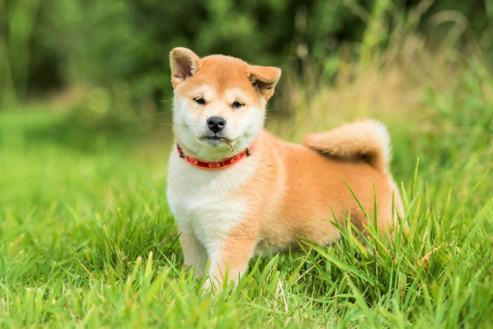 Mame Shiba Inu: An Ultimate Guide to the Miniature Shiba Inus