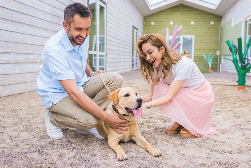 10 Best Labrador Retriever Rescues for Adoption (2025): Our Top 10 Picks!