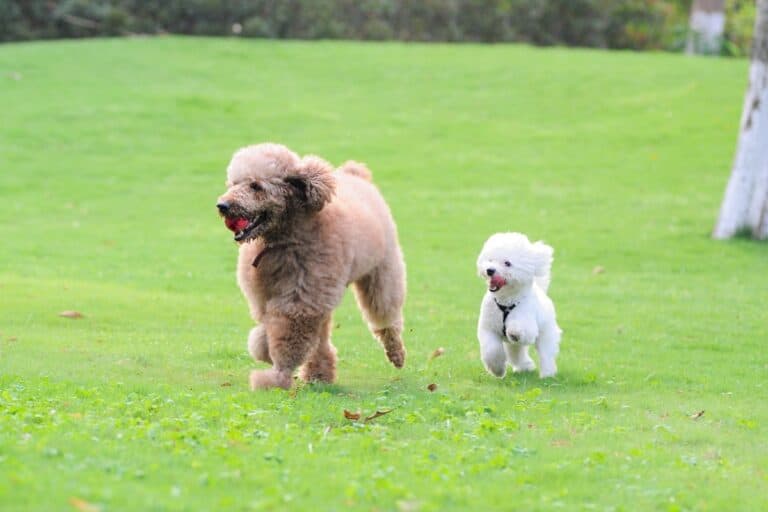 French Poodle Facts & Info: Are French Poodles Really French?