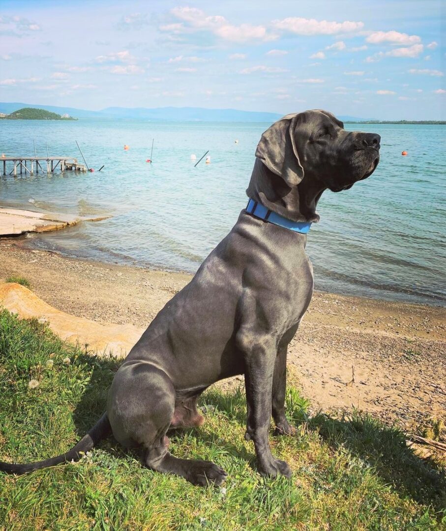 Blue Great Dane: Are These Gentle Giants Really Blue?