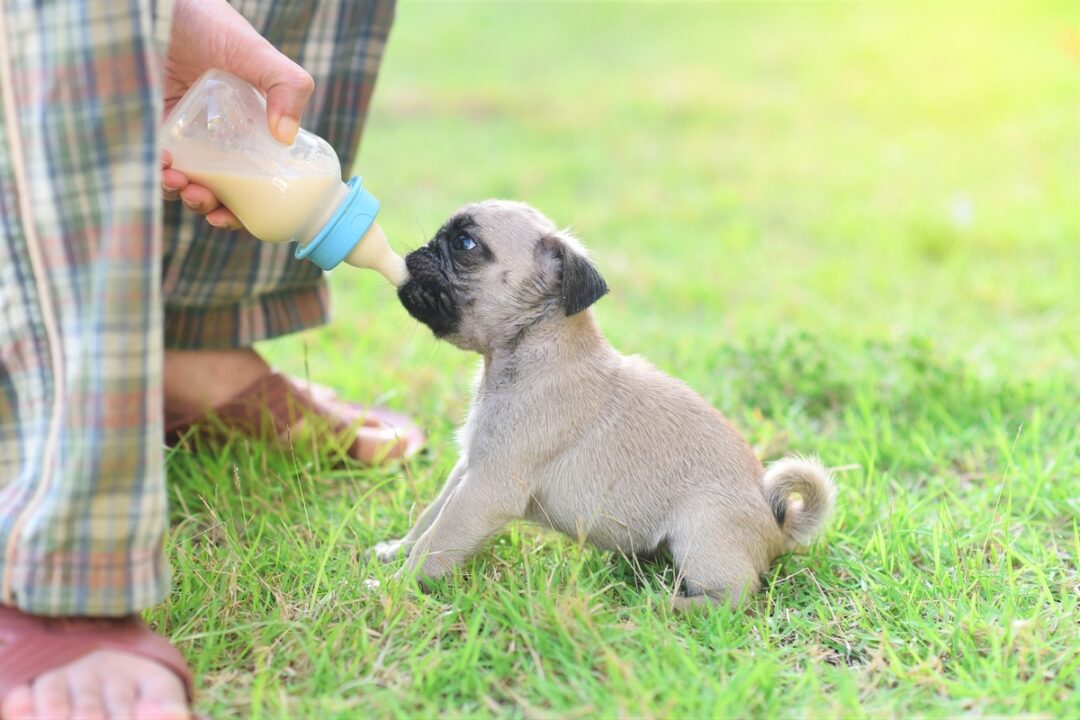 Are Teacup Pugs Real? The Tiniest Canine Clowns Explained