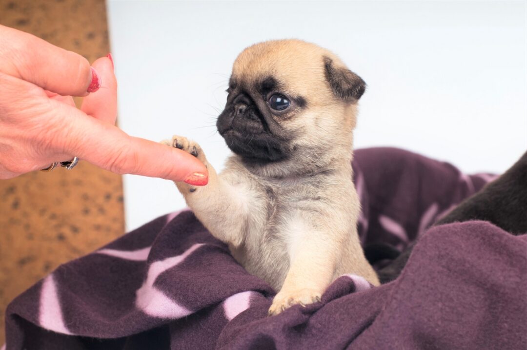 Are Teacup Pugs Real? The Tiniest Canine Clowns Explained