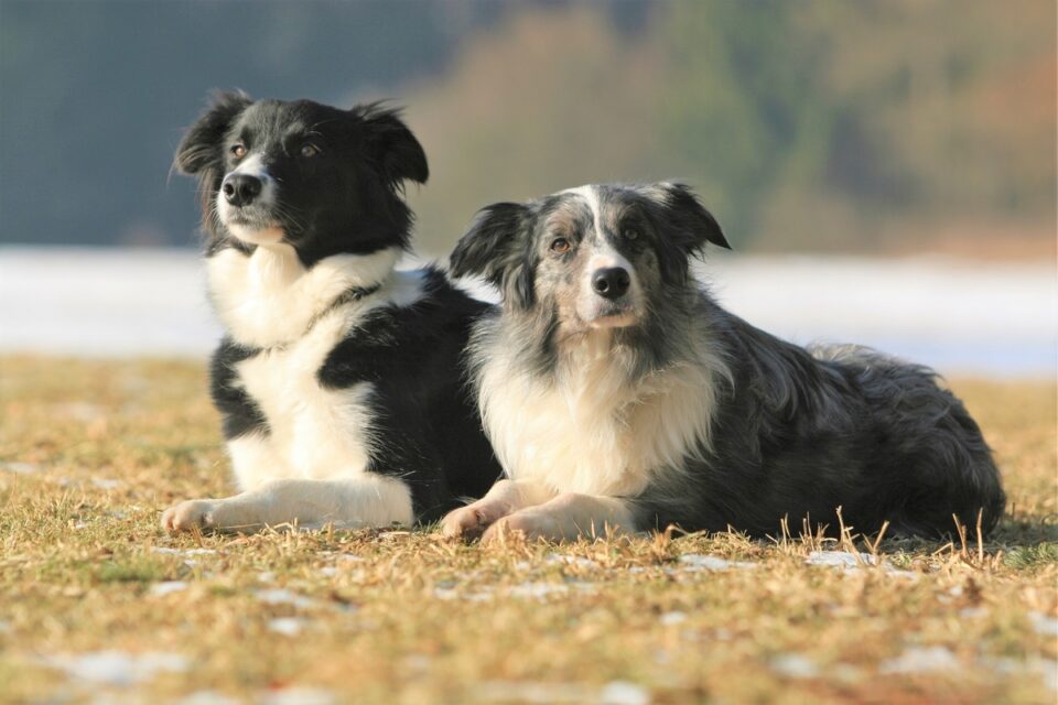 10 Best Border Collie Rescues for Adoption (2025): Our Top 10 Picks!