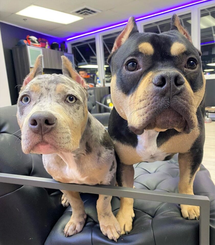 Tri-Color Pitbull: The Rare Pitbull Color Everyone Wants to Have