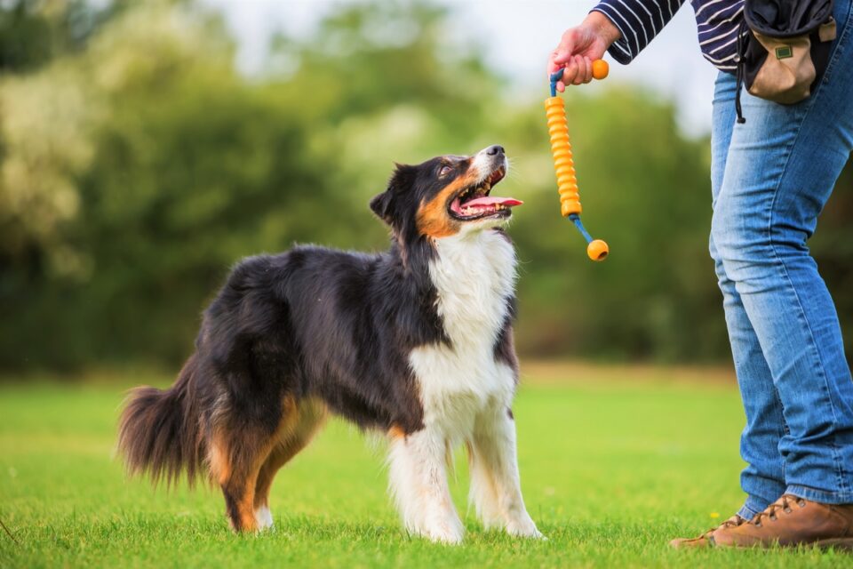 Tri-Color Australian Shepherd: All 4 Tri-Color Varieties Explained