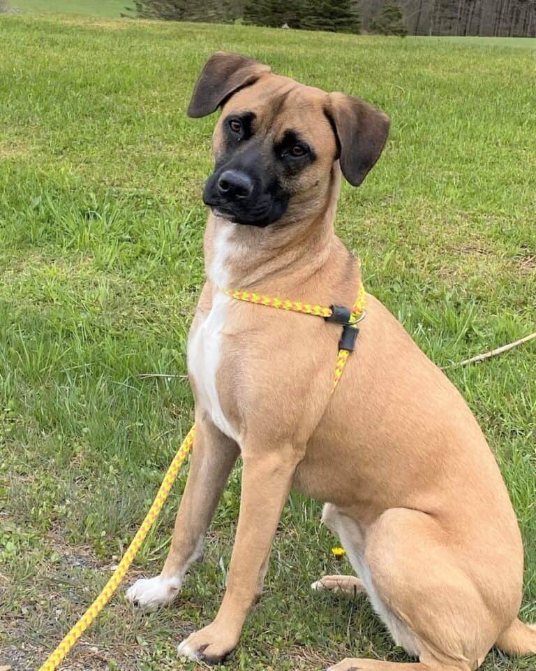 Black Mouth Cur Lab Mix: A Loyal Labrador Mix You Will Love