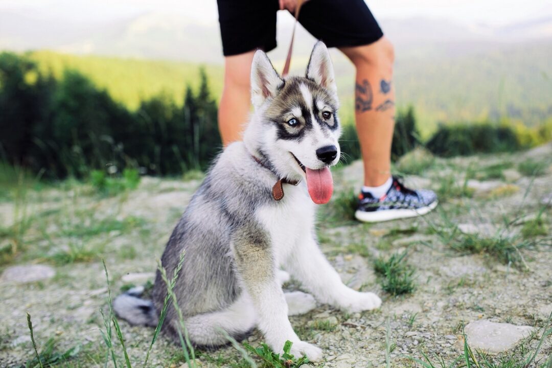 10 Best Siberian Husky Rescues for Adoption (2025): Our Top 10 Picks!