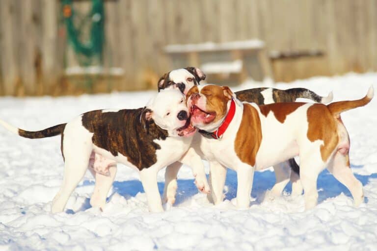 All American Bulldog Colors and Markings Explained (With Pictures!)