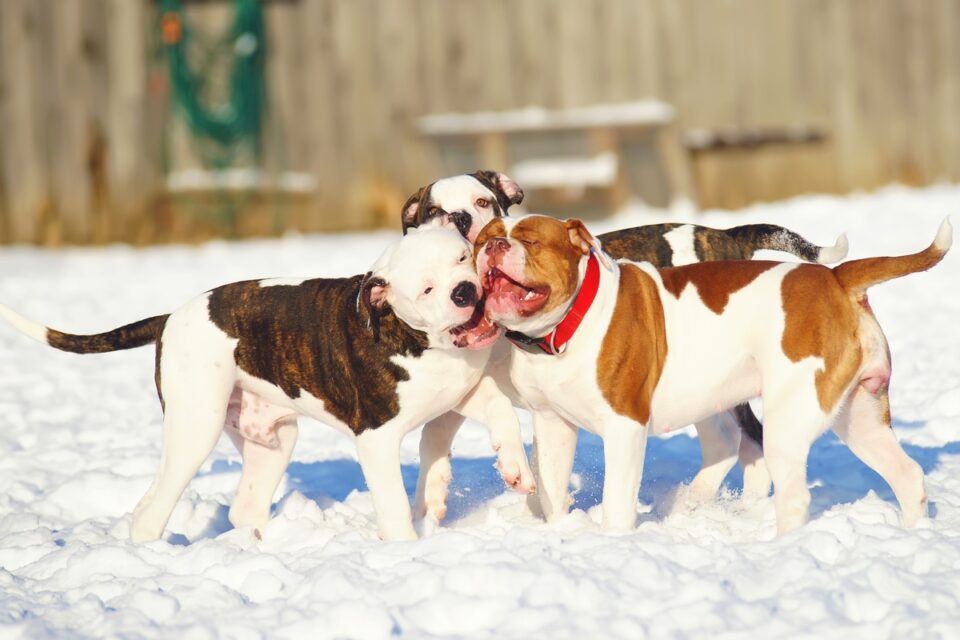 All American Bulldog Colors and Markings Explained (With Pictures!)