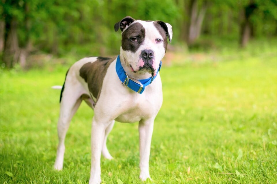All American Bulldog Colors and Markings Explained (With Pictures!)