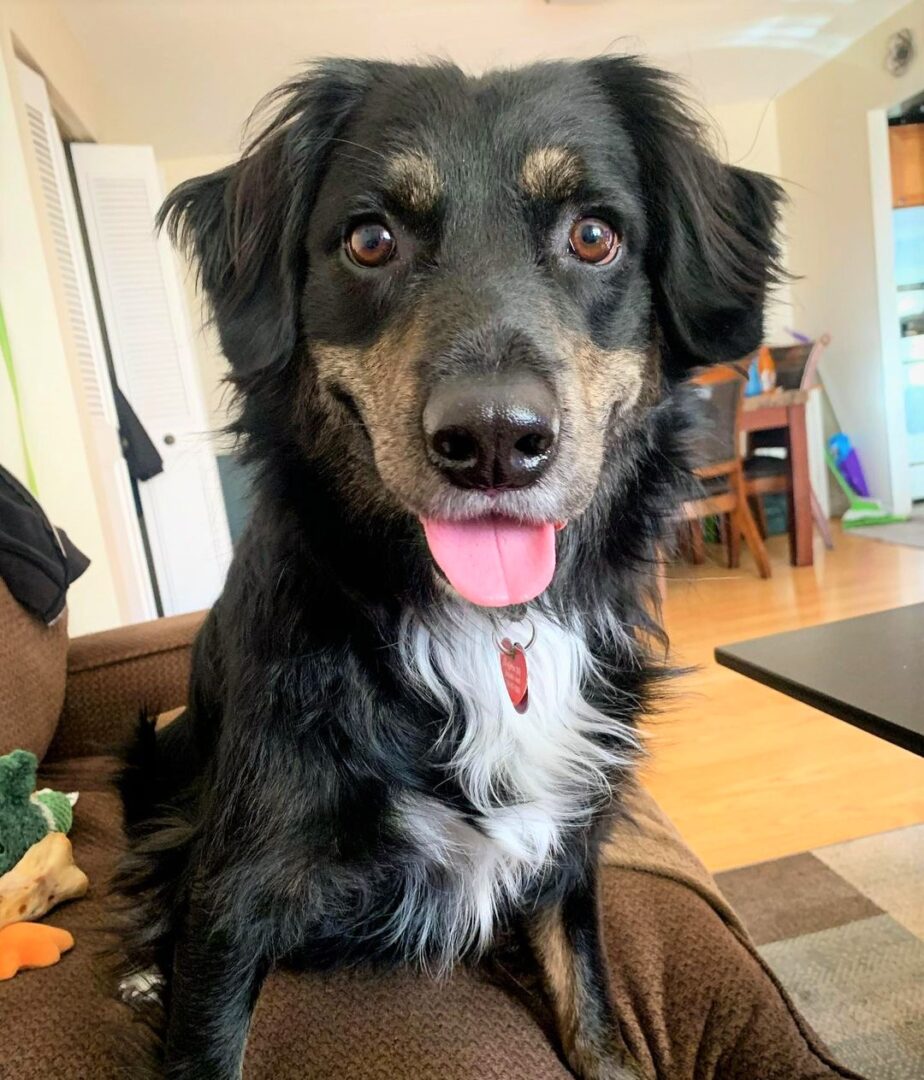 Australian Shepherd Rottweiler Mix Info, Pictures, Facts, FAQ, and More