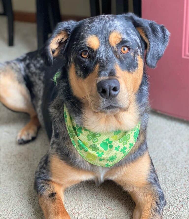 Australian Shepherd Rottweiler Mix Info, Pictures, Facts, FAQ, and More