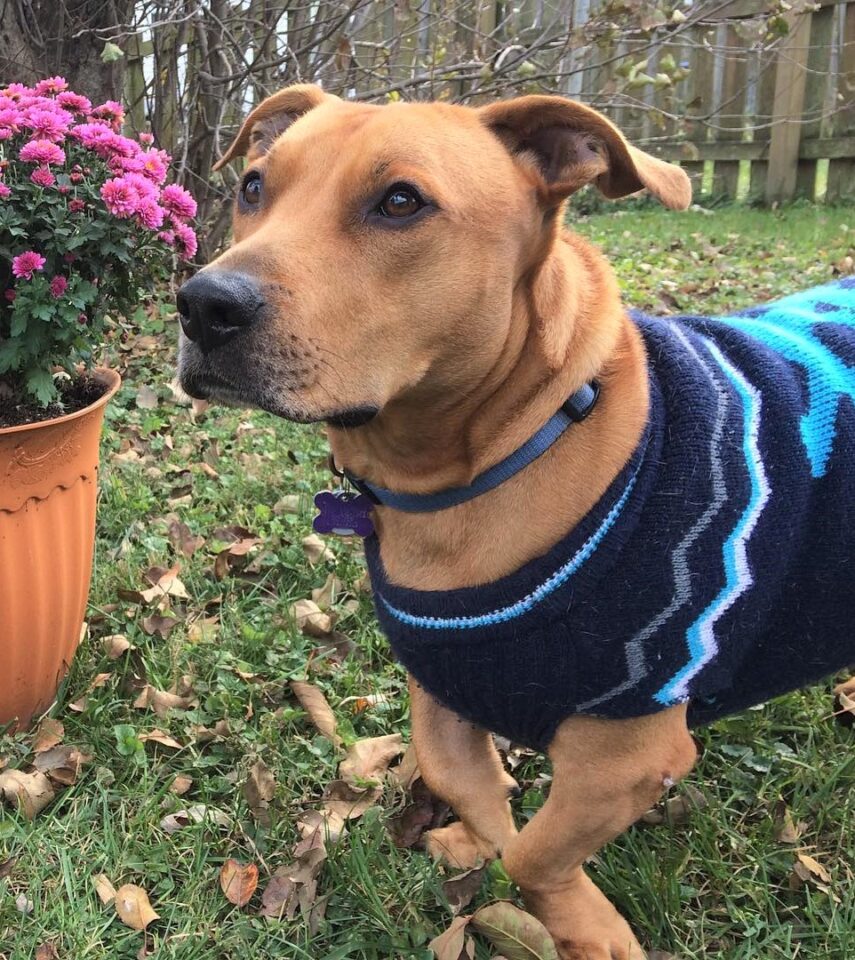 Basset Hound Pitbull Mix: A Rare Surprise of Crossbreeding