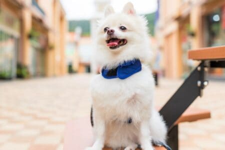10 Best Pomeranian Rescues for Adoption (2025): Our Top 10 Picks!