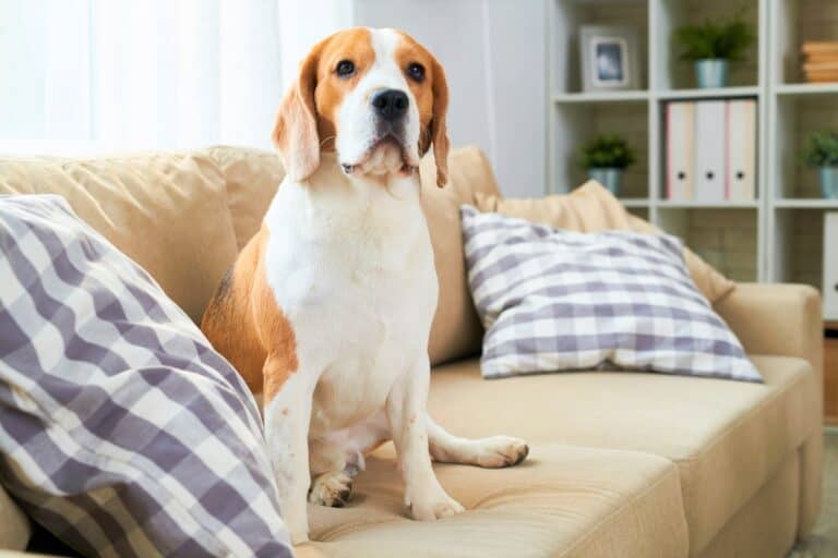 10 Best Beagle Rescues for Adoption (2026): Our Top 10 Picks!