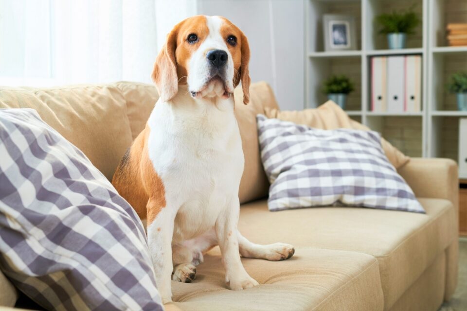 10 Best Beagle Rescues for Adoption (2026): Our Top 10 Picks!