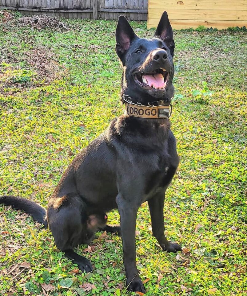 All Belgian Malinois Colors and Patterns Explained (With Pictures!)