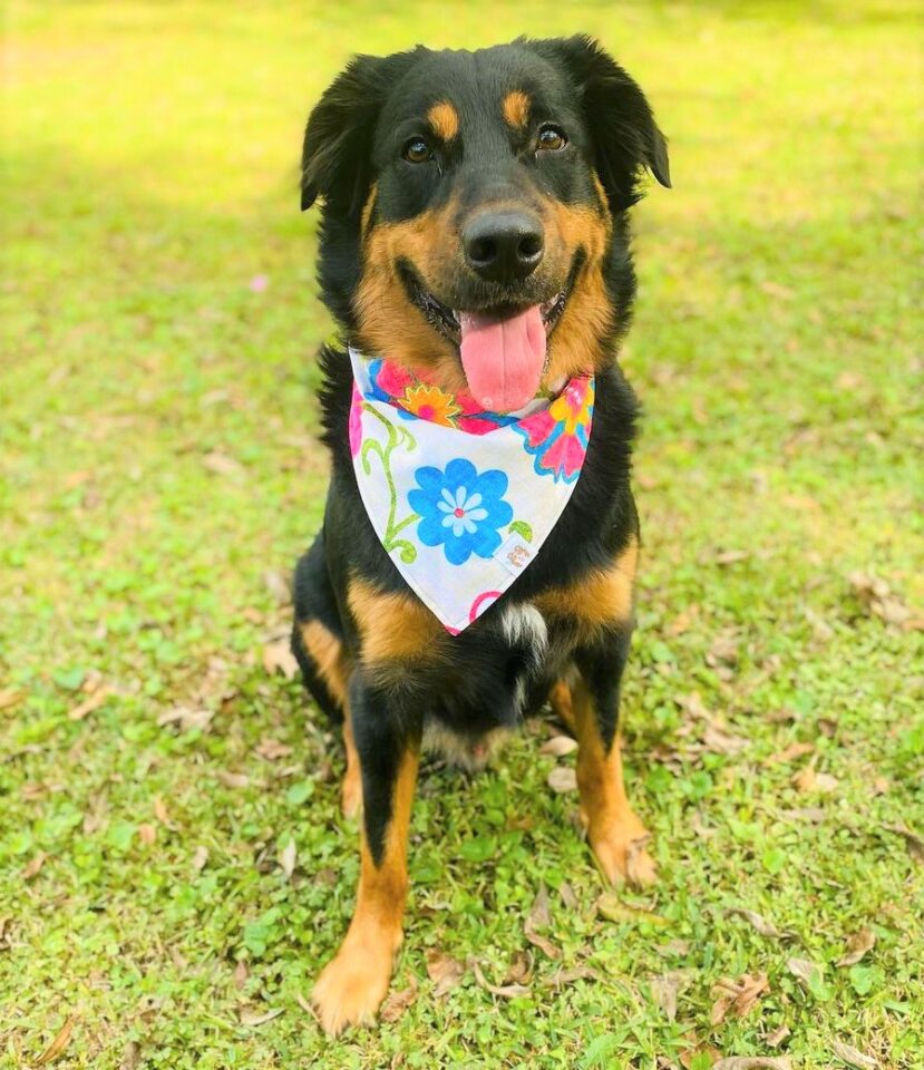 Australian Shepherd Rottweiler Mix Info, Pictures, Facts, FAQ, and More