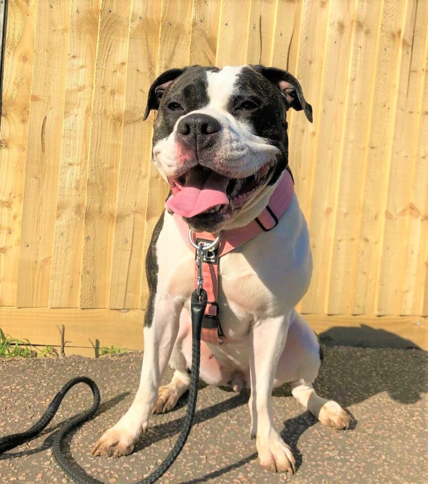 All American Bulldog Colors and Markings Explained (With Pictures!)