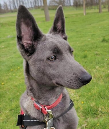 All Belgian Malinois Colors and Patterns Explained (With Pictures!)