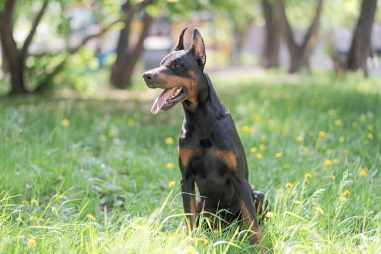 Blue Doberman: The Truth Behind Their Blue Coat Revealed!