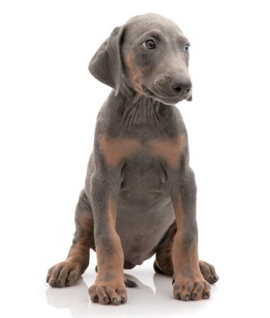 Blue Doberman: The Truth Behind Their Blue Coat Revealed!