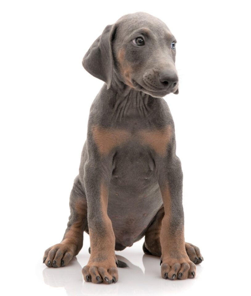 Blue Doberman: The Truth Behind Their Blue Coat Revealed!